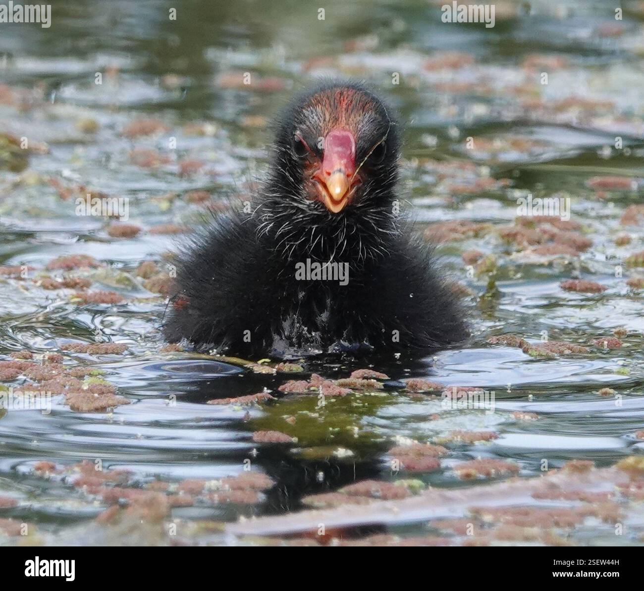 Dusky Moorhen (Gallinula tenebrosa), Aves, Wheelers Hill VIC 3150 ...