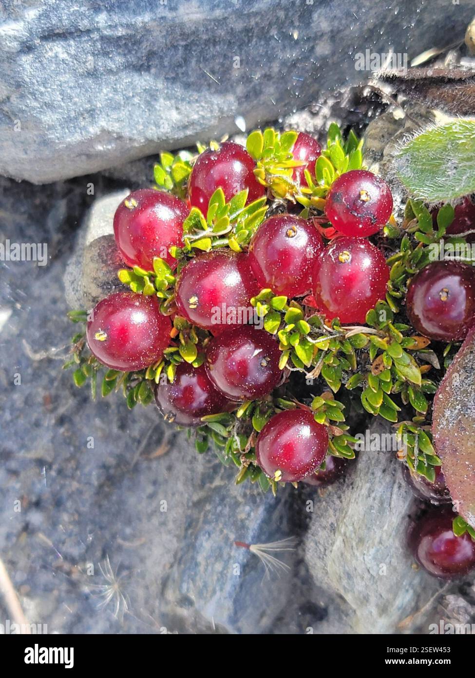 (Coprosma atropurpurea), Plantae, Dingle Burn, New Zealand Stock Photo ...