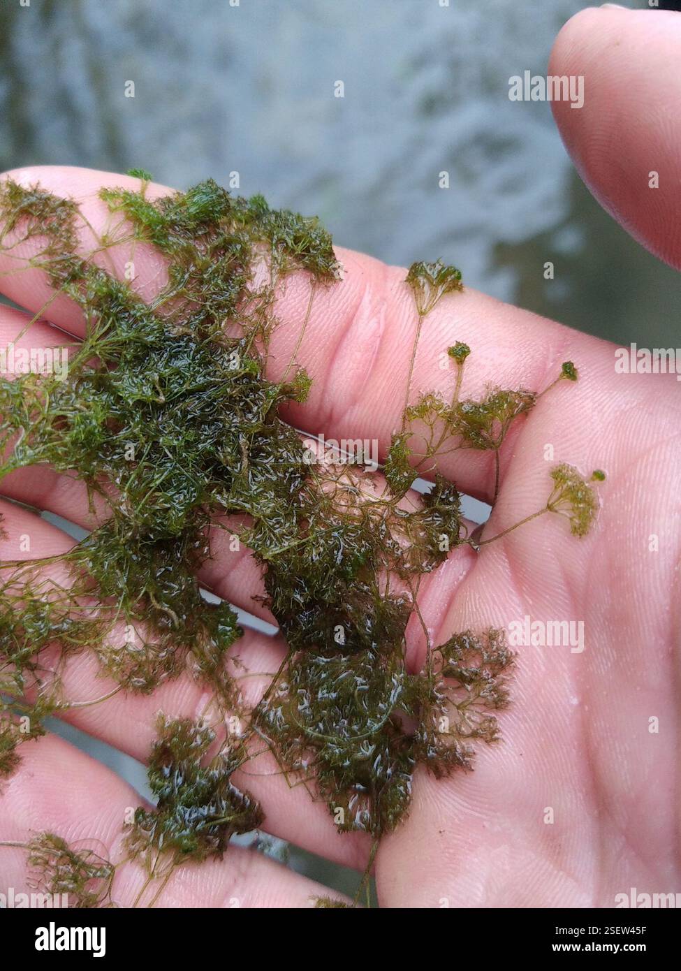 Dwarf Stonewort (Nitella tenuissima), Plantae, Hérault, Languedoc ...