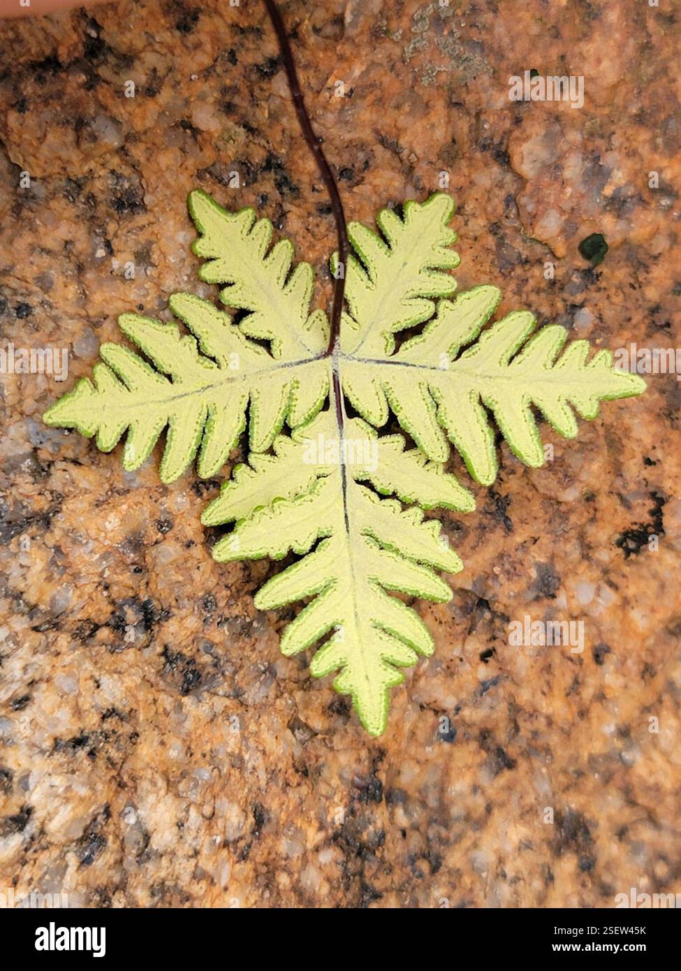 star cloak fern (Notholaena standleyi), Plantae, Maricopa County, US-AZ ...