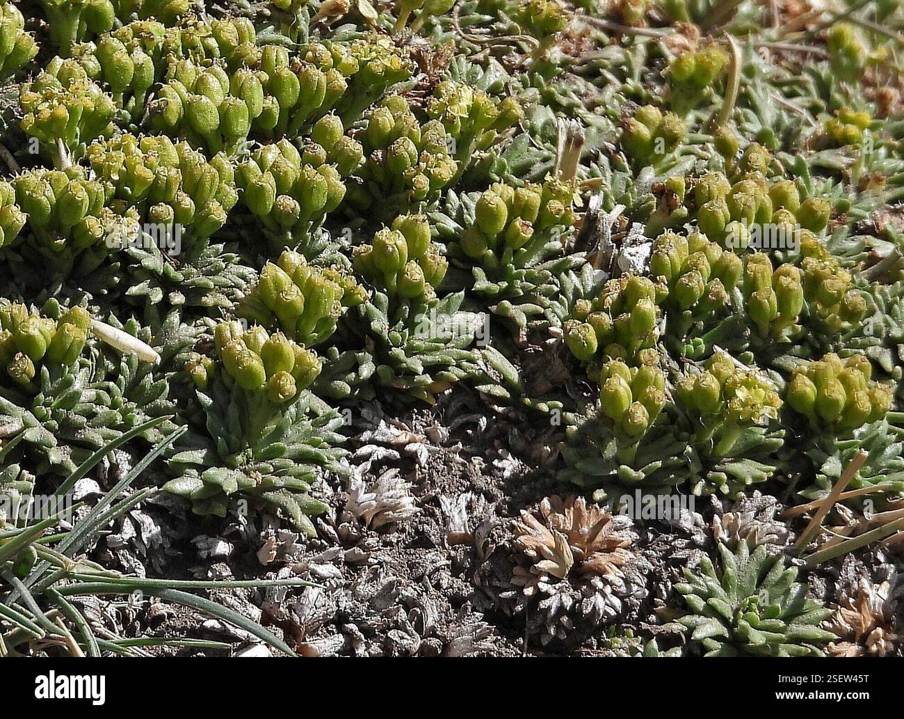 Bolax hi-res stock photography and images - Alamy