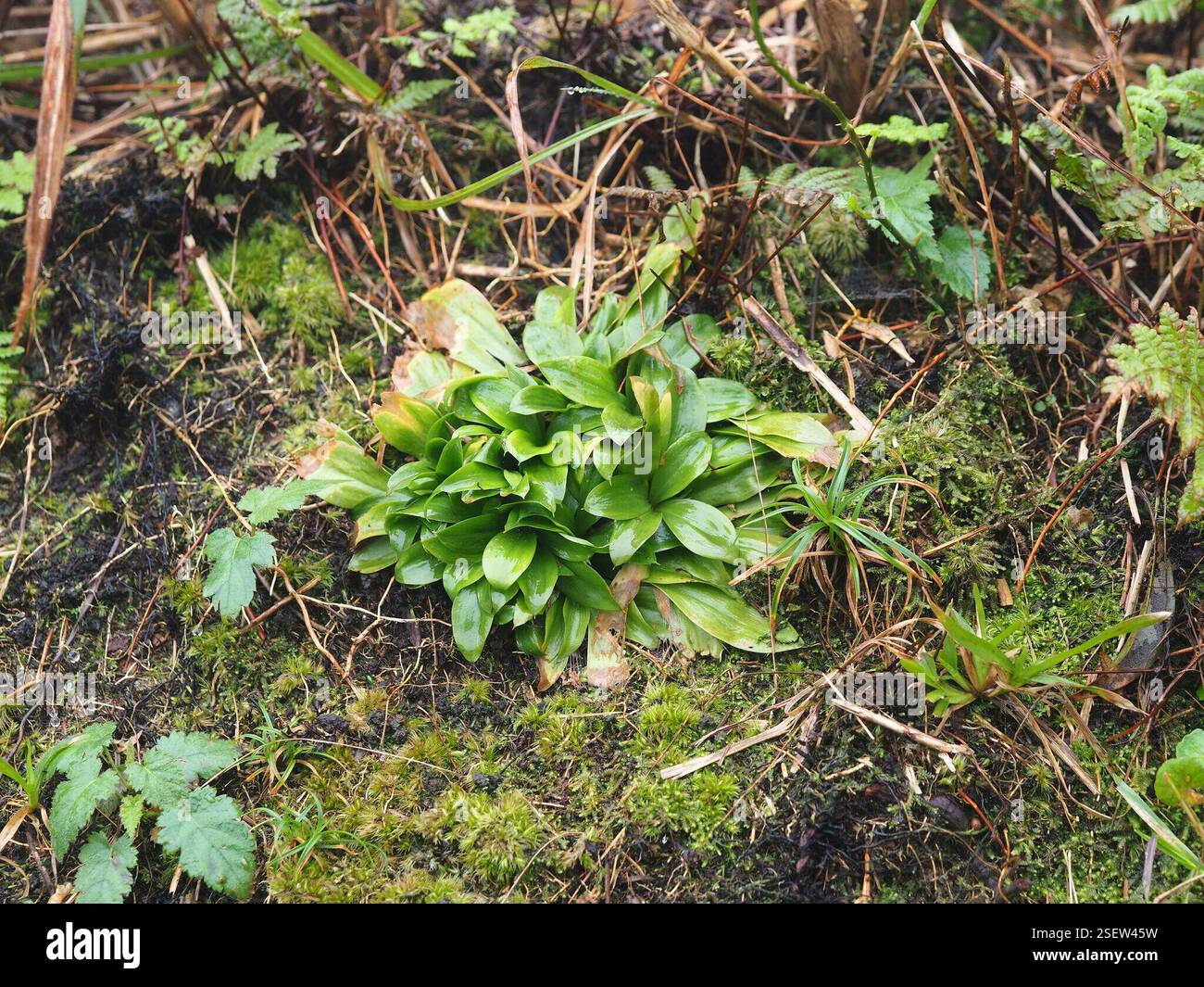(Heloniopsis umbellata), Plantae, 台灣台北 Stock Photo - Alamy