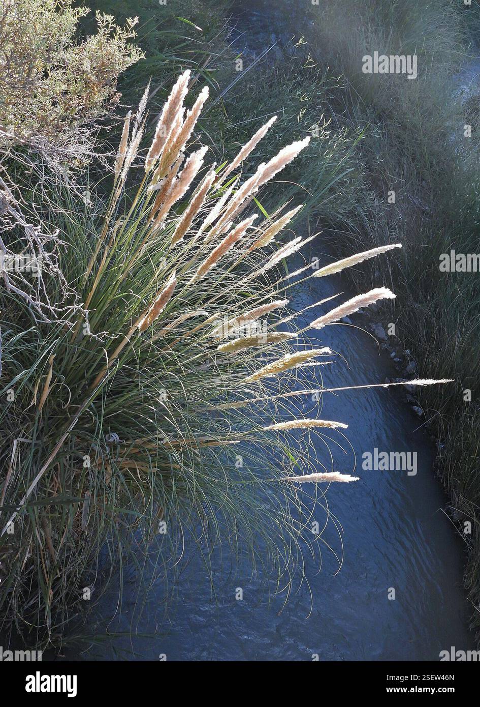 Pampas Grass (Cortaderia selloana), Plantae, Telsen, Chubut, Argentina ...