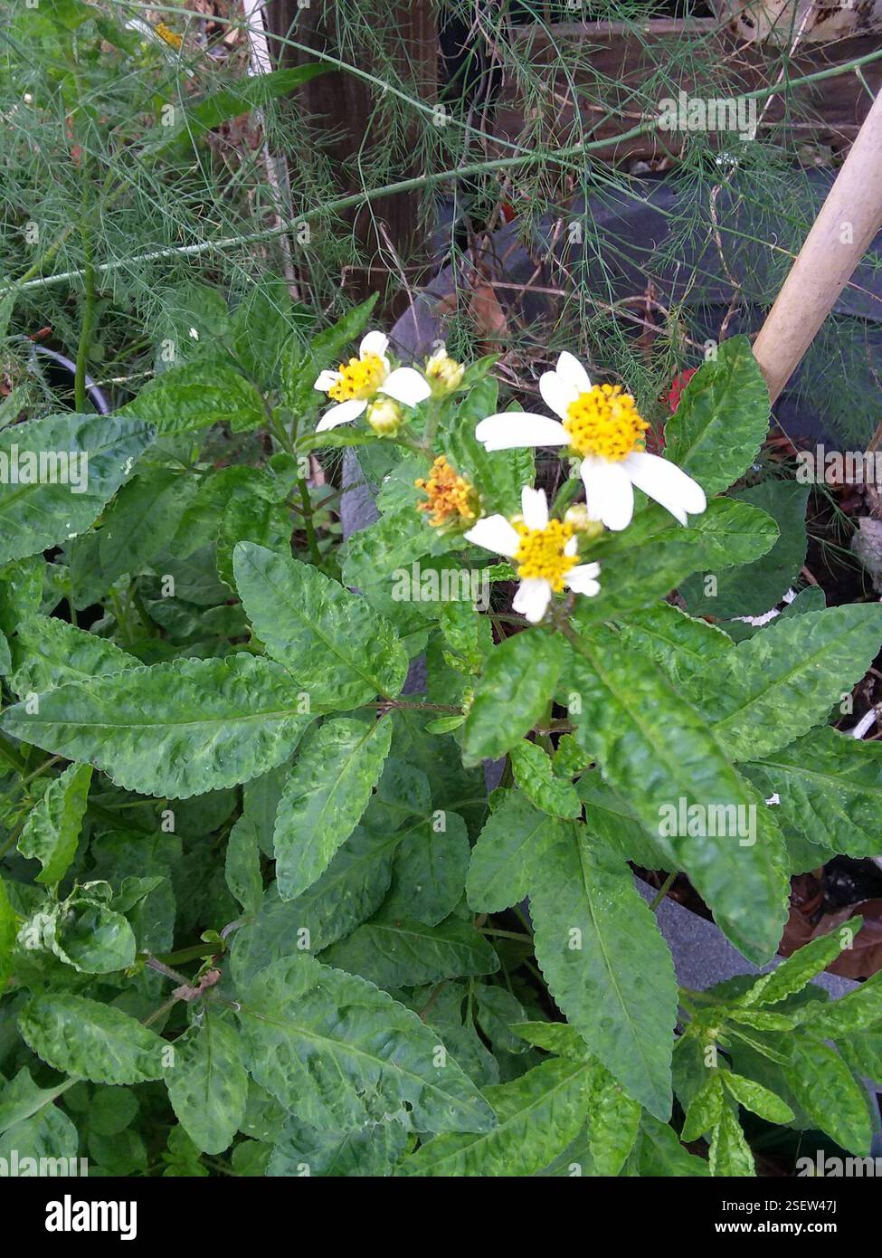 White beggarticks (Bidens alba), Plantae, Windsor Forest, Savannah, GA ...