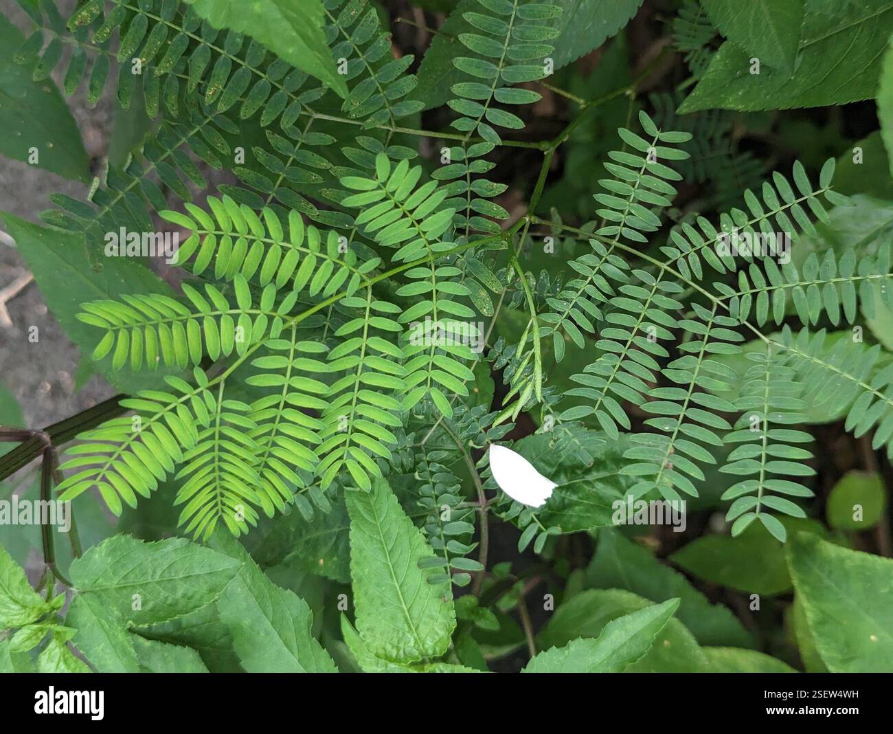 White leadtree (Leucaena leucocephala), Plantae, Guishan Power Plant ...