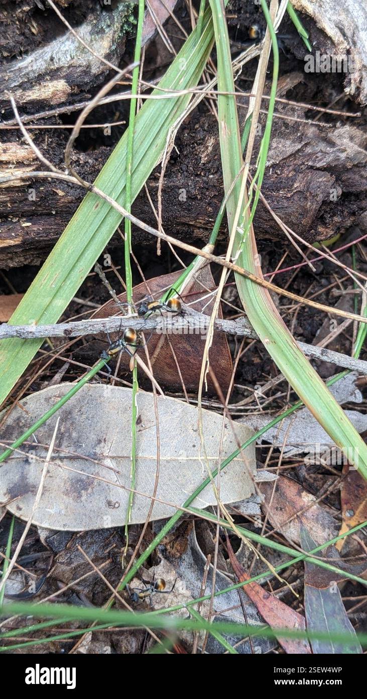Golden-tailed Spiny Ant (Polyrhachis ammon), Insecta, Lake Macquarie ...