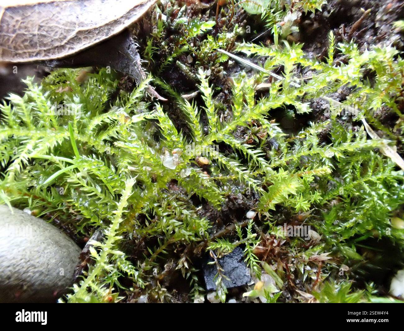 Common Feather-moss (Kindbergia praelonga), Plantae, Graafland, Groot ...