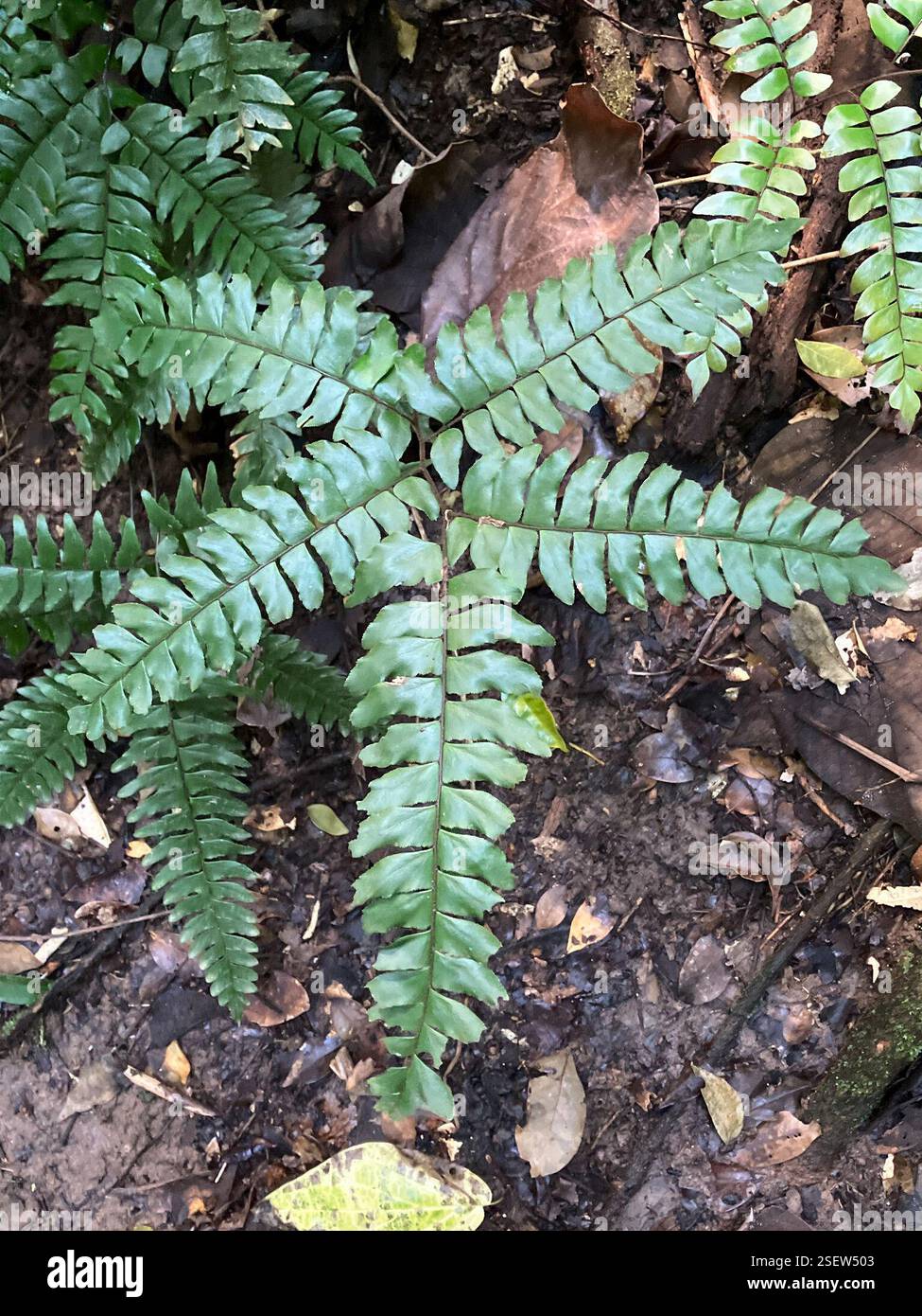ferns (Polypodiopsida), Plantae, Saint Peter, MS Stock Photo - Alamy