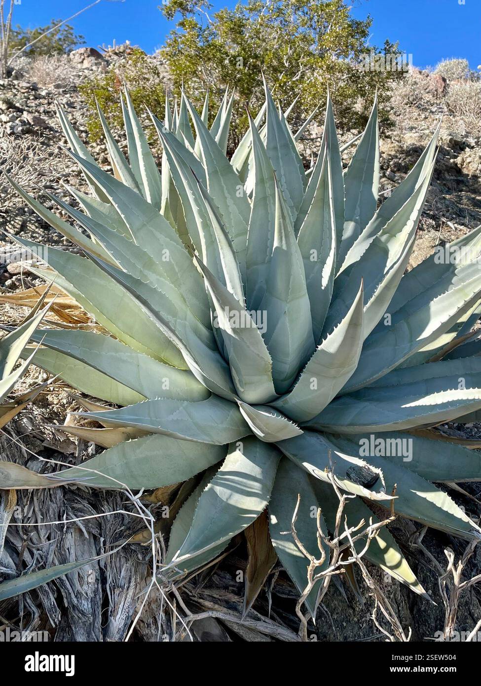 desert agave (Agave deserti), Plantae, Santa Rosa and San Jacinto ...