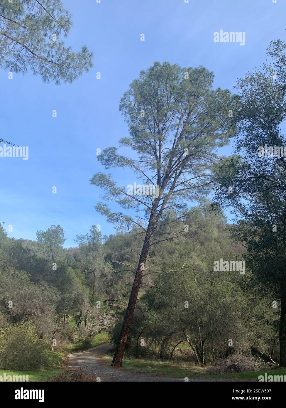gray pine (Pinus sabiniana), Plantae, Hidden Falls Regional Park ...