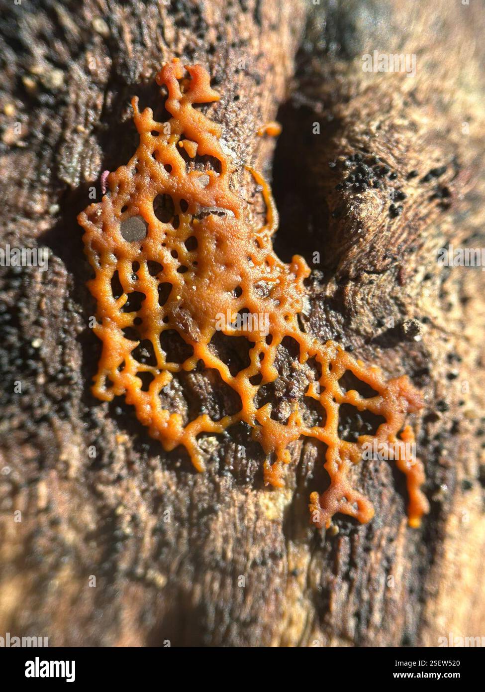 true slime molds (Myxomycetes), Protozoa, Florence Ave, San Luis Obispo ...