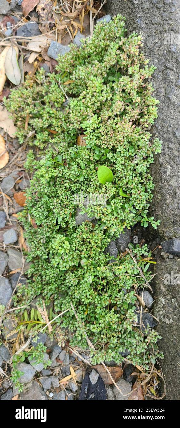 fourleaf manyseed (Polycarpon tetraphyllum), Plantae, Auckland, NZ ...