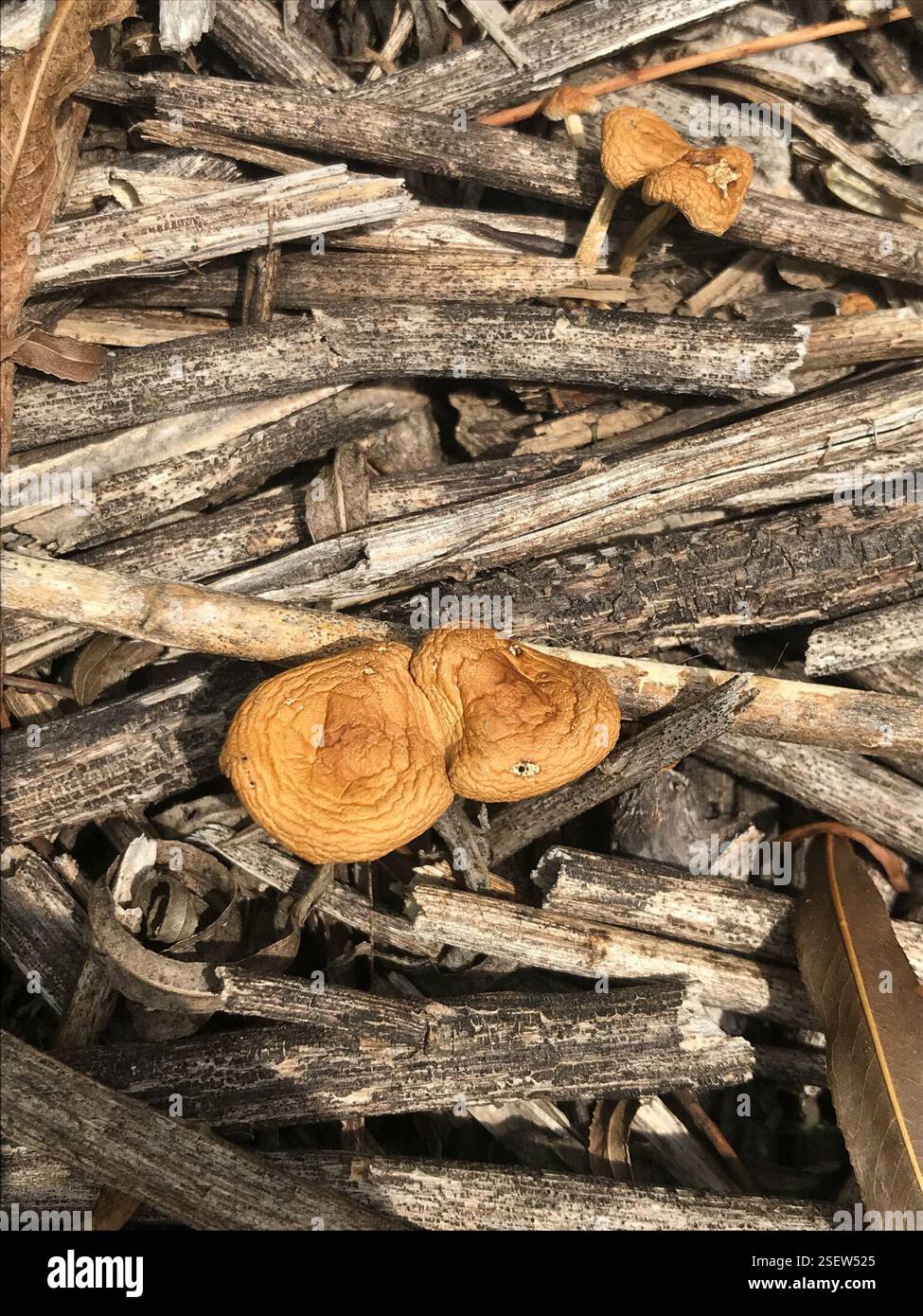 Common Fieldcap (Agrocybe pediades), Fungi, Isla de los Mástiles ...