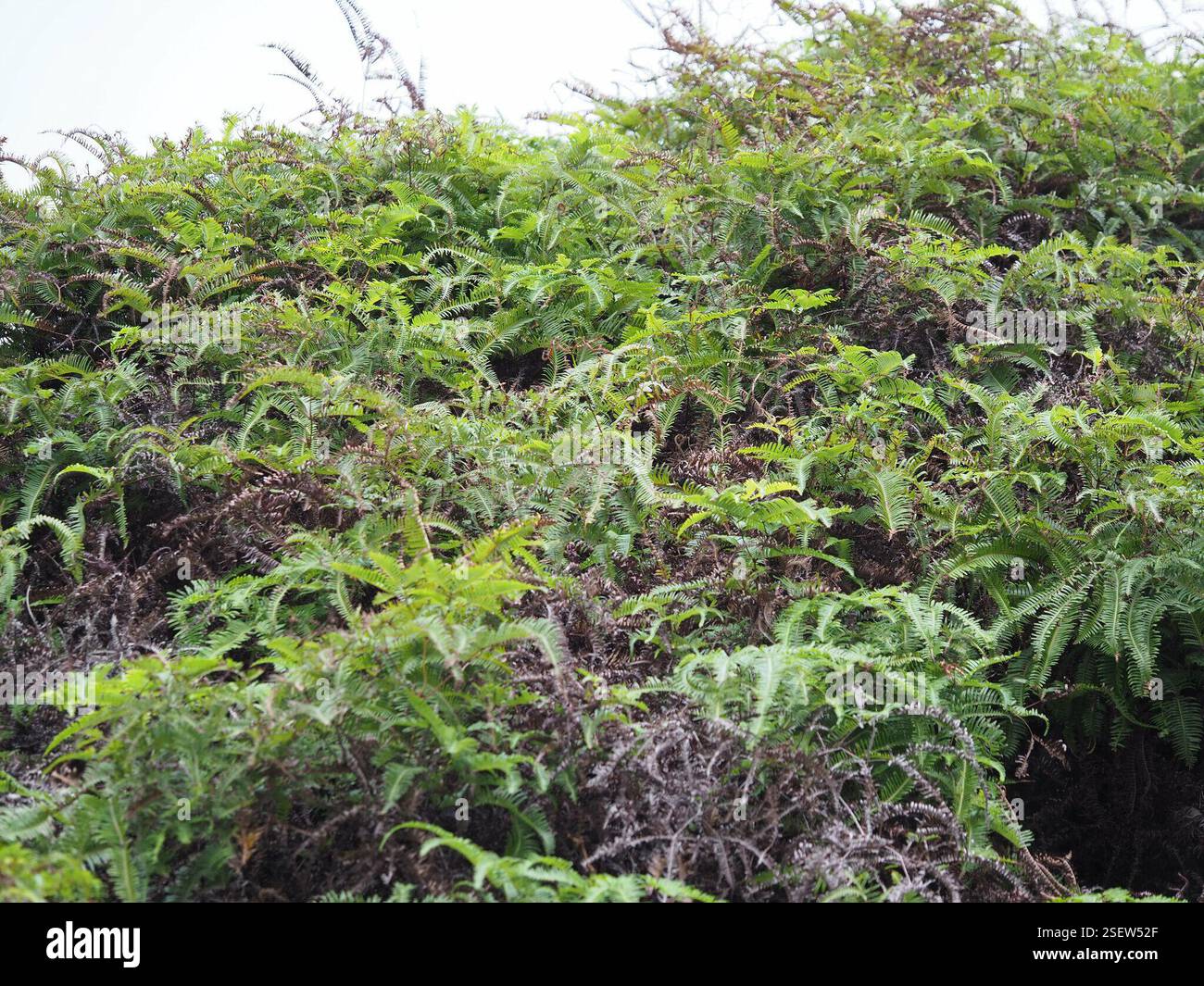 false staghorn fern (Dicranopteris linearis), Plantae, 台灣新北市 Stock ...