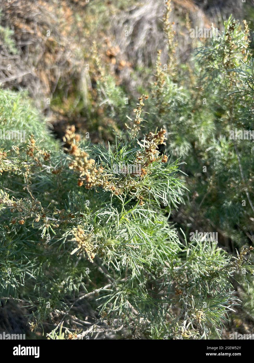 California sagebrush (Artemisia californica), Plantae, Riverside County ...