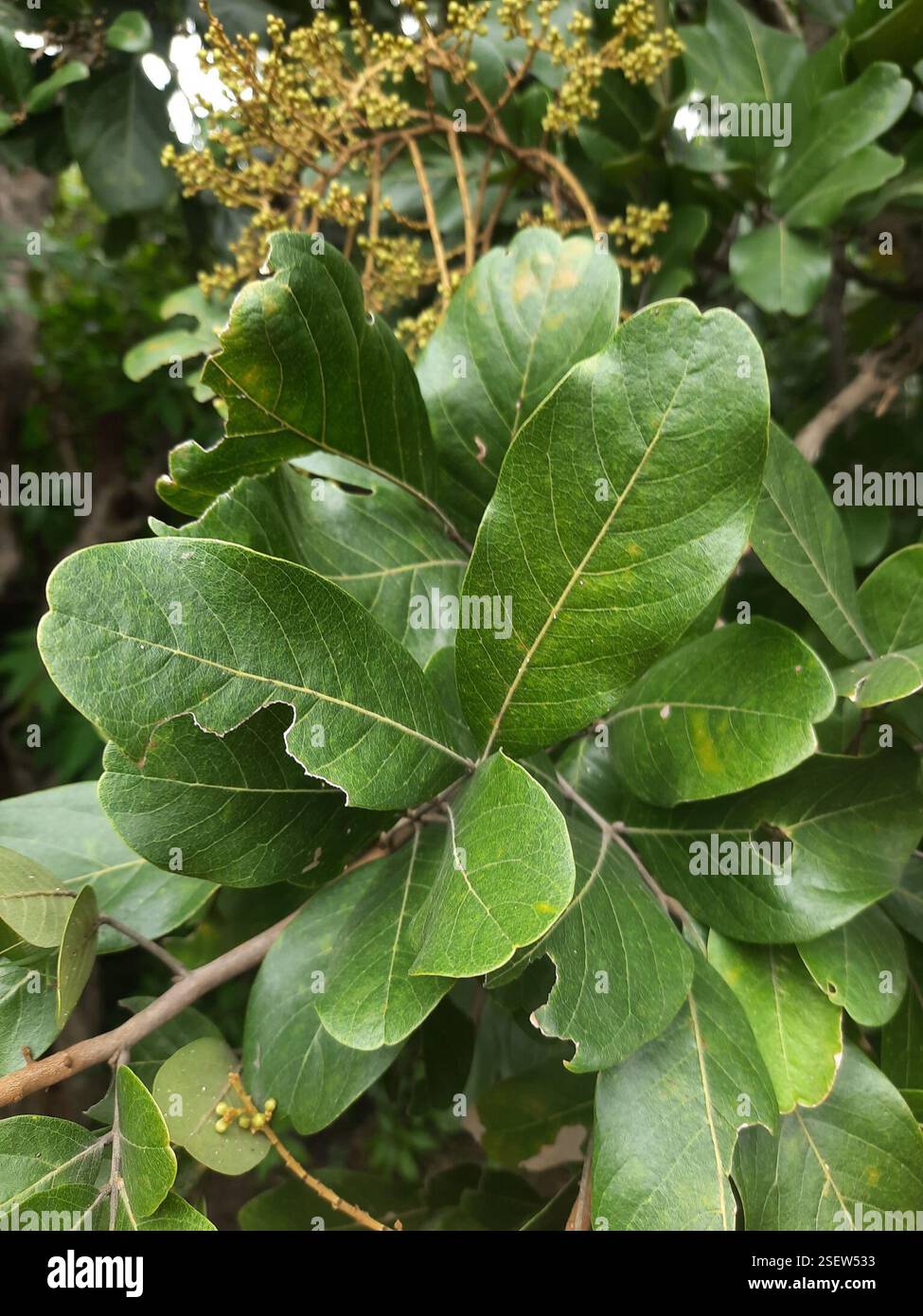 (Sapindus emarginatus), Plantae, Pakkamalai R.F Stock Photo - Alamy