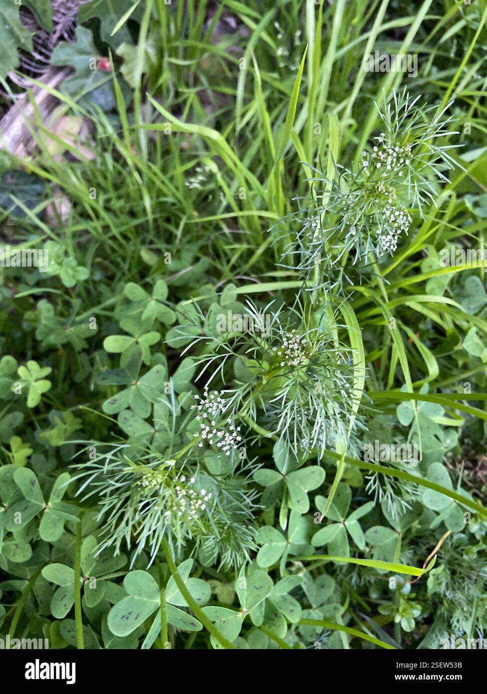 Marsh parsley (Cyclospermum leptophyllum), Plantae, Los Angeles County ...