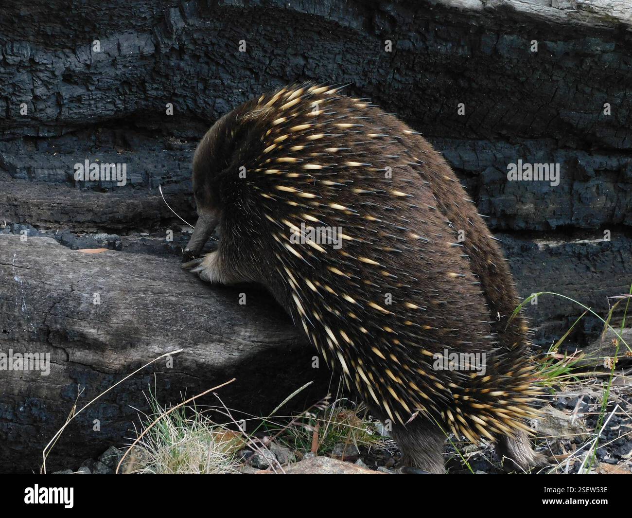 Tasmanian Echidna (Tachyglossus aculeatus setosus), Mammalia, Hobart ...