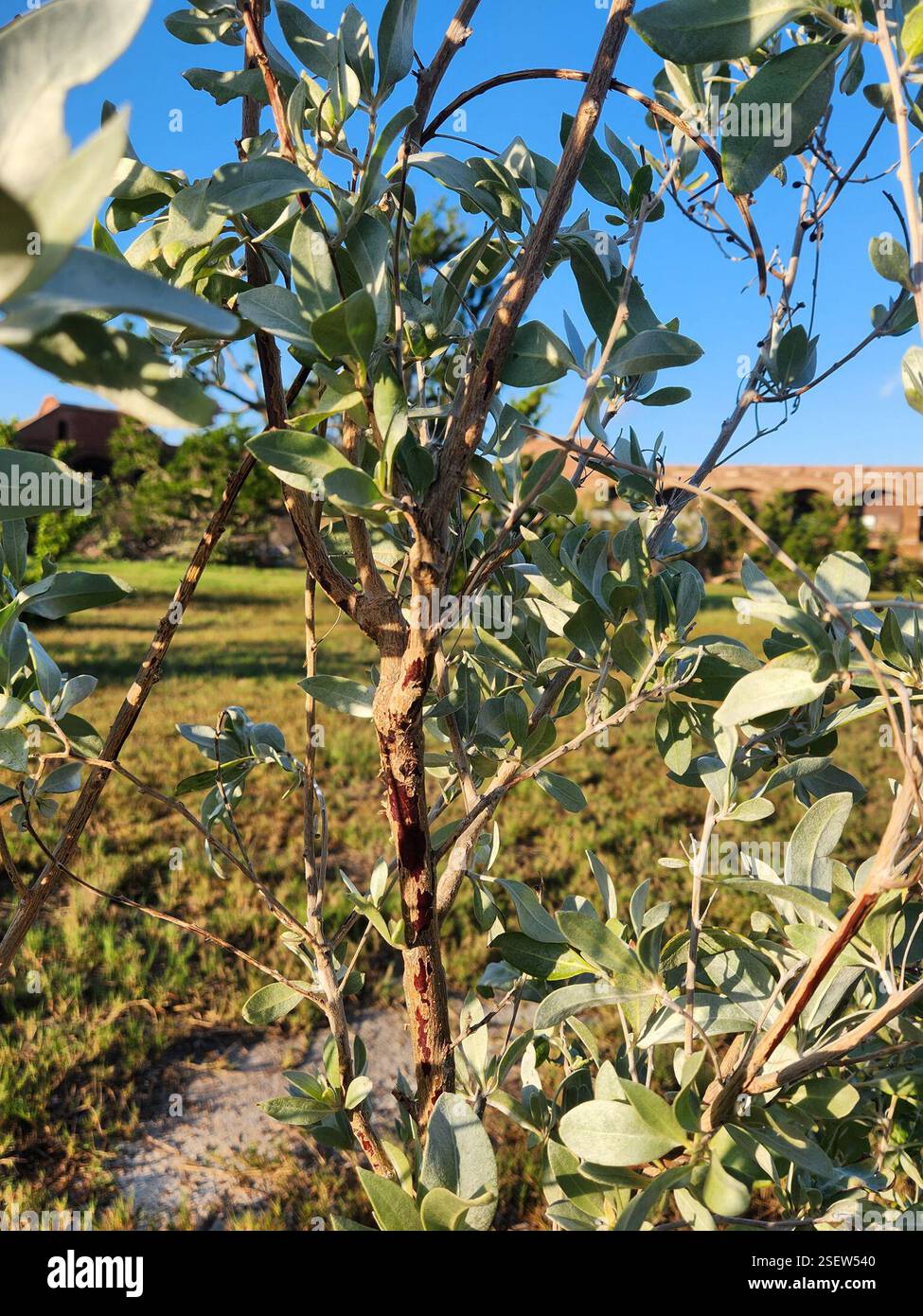Silver Buttonwood (Conocarpus erectus sericeus), Plantae, Dry Tortugas ...