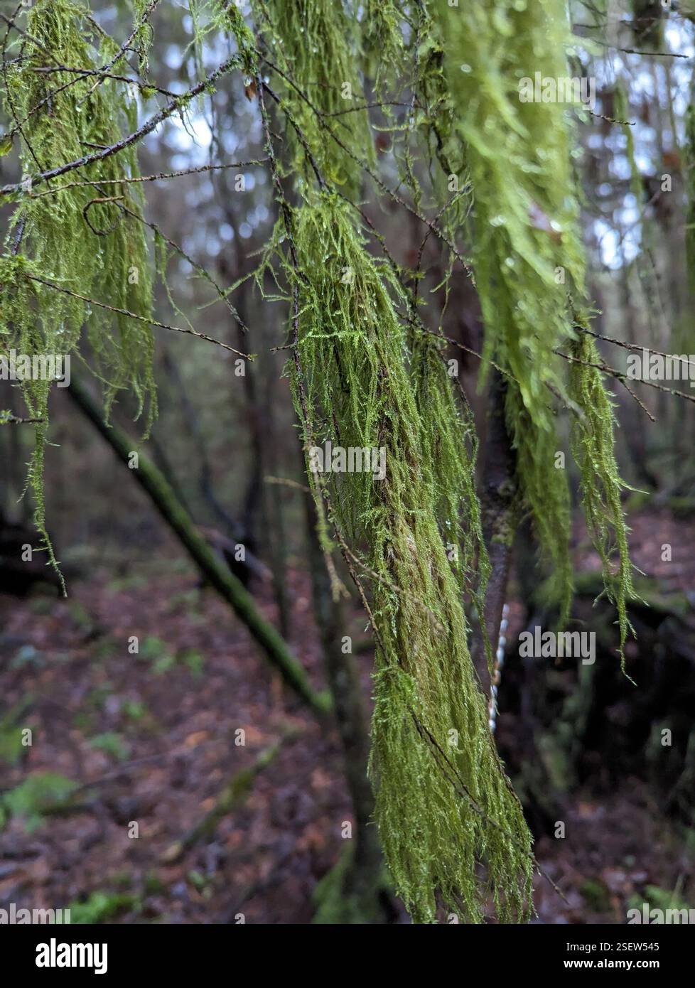 Cat's Tail Moss (Pseudisothecium stoloniferum), Plantae, Vancouver, BC ...
