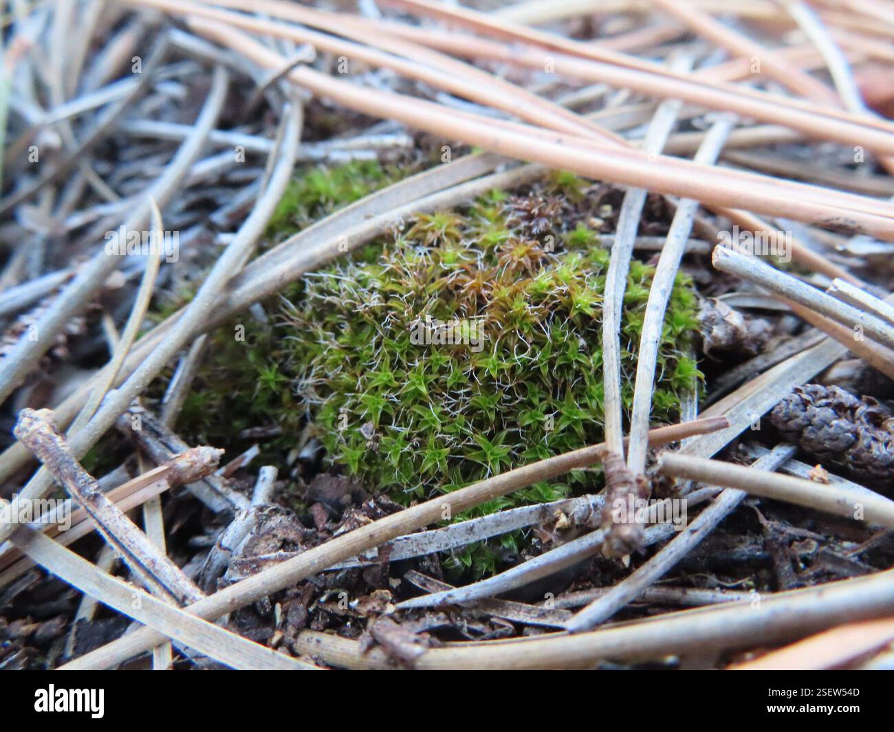 Star Moss (Syntrichia ruralis), Plantae, Custer County, SD, USA Stock ...