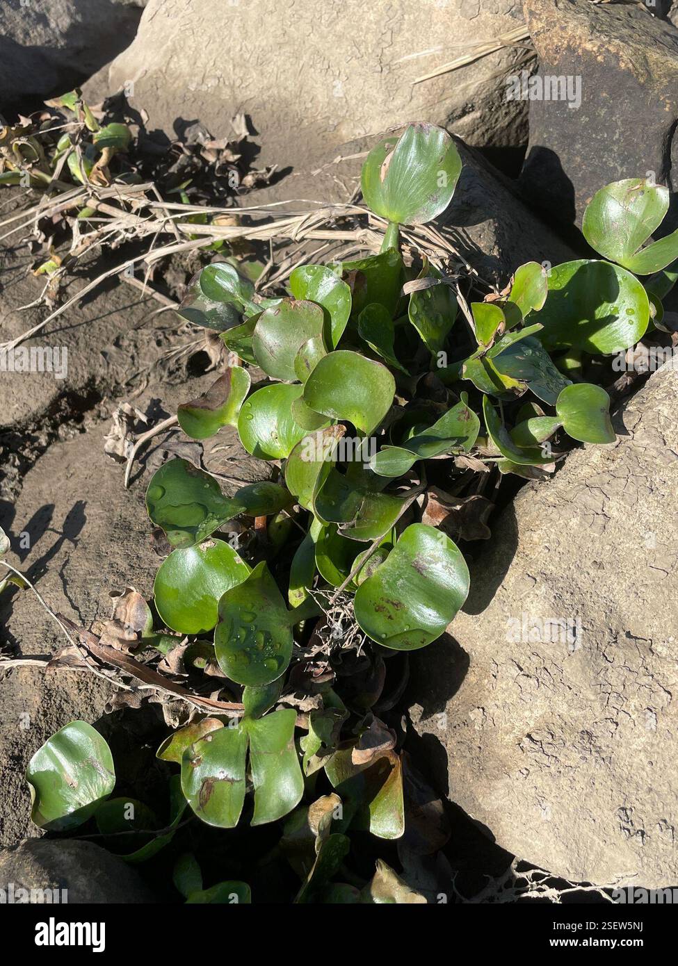 common water hyacinth (Pontederia crassipes), Plantae, Old Saint ...