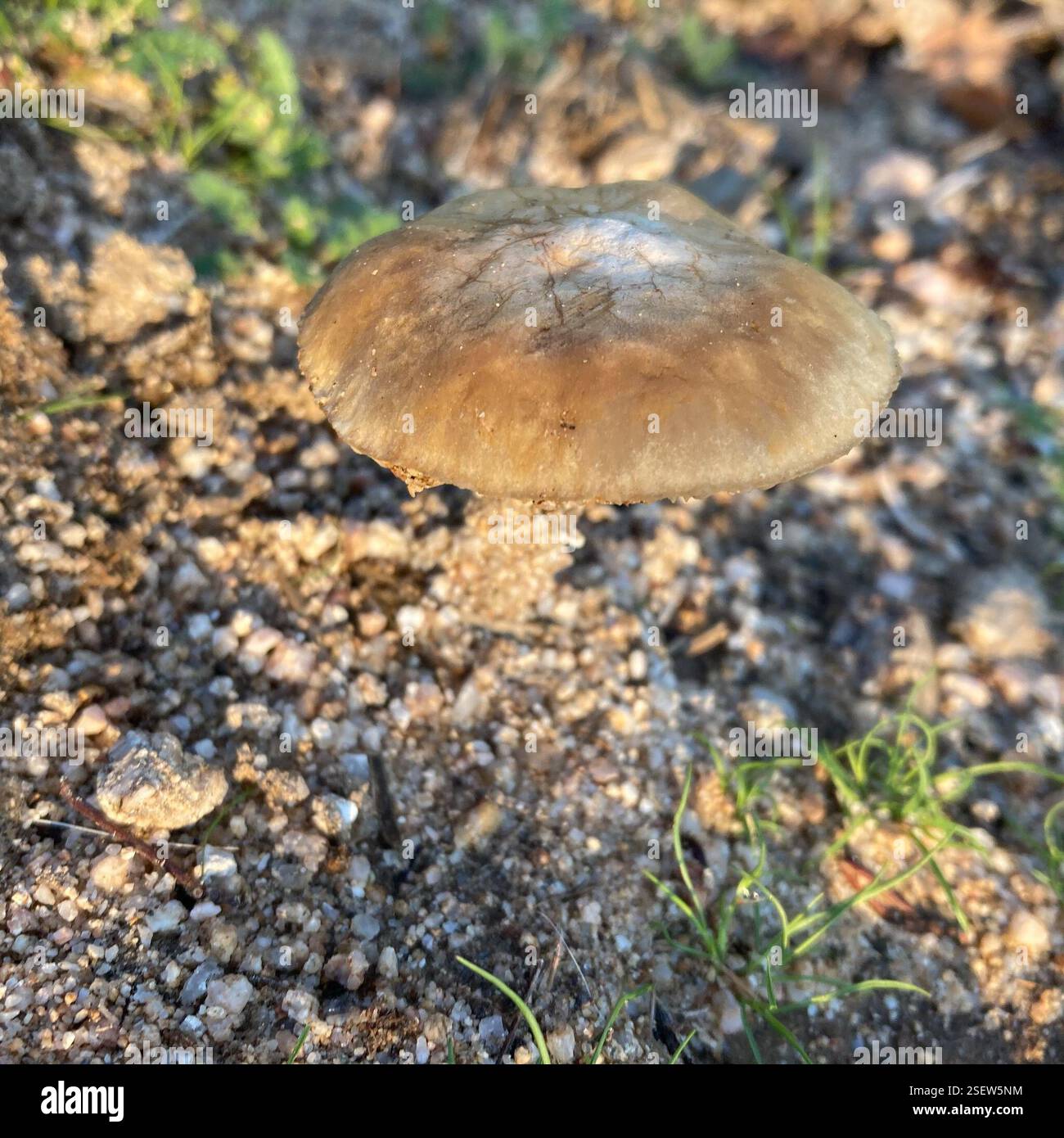 Common Fieldcap (Agrocybe pediades), Fungi, Angeles National Forest ...