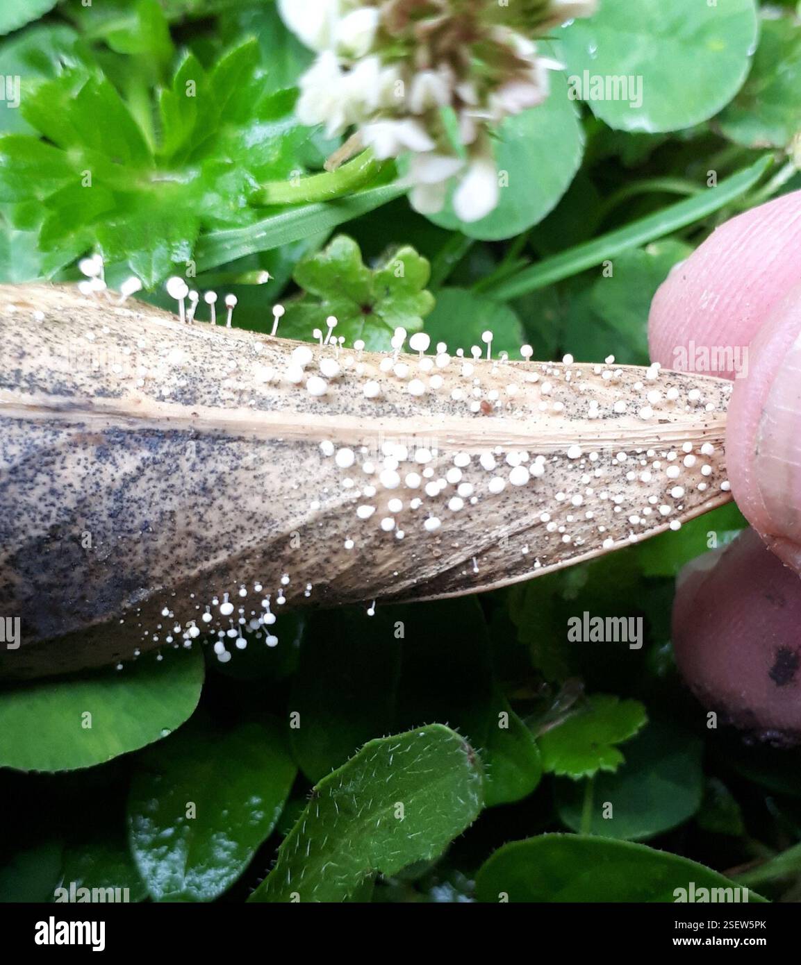 (Physalacria stilboidea), Fungi, Fairfield, Lower Hutt 5011, New ...