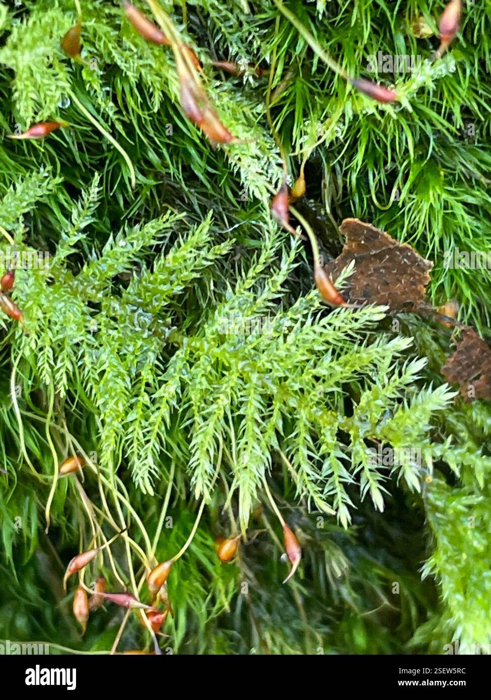 Common Feather-moss (Kindbergia praelonga), Plantae, Nieuwe Tiend ...