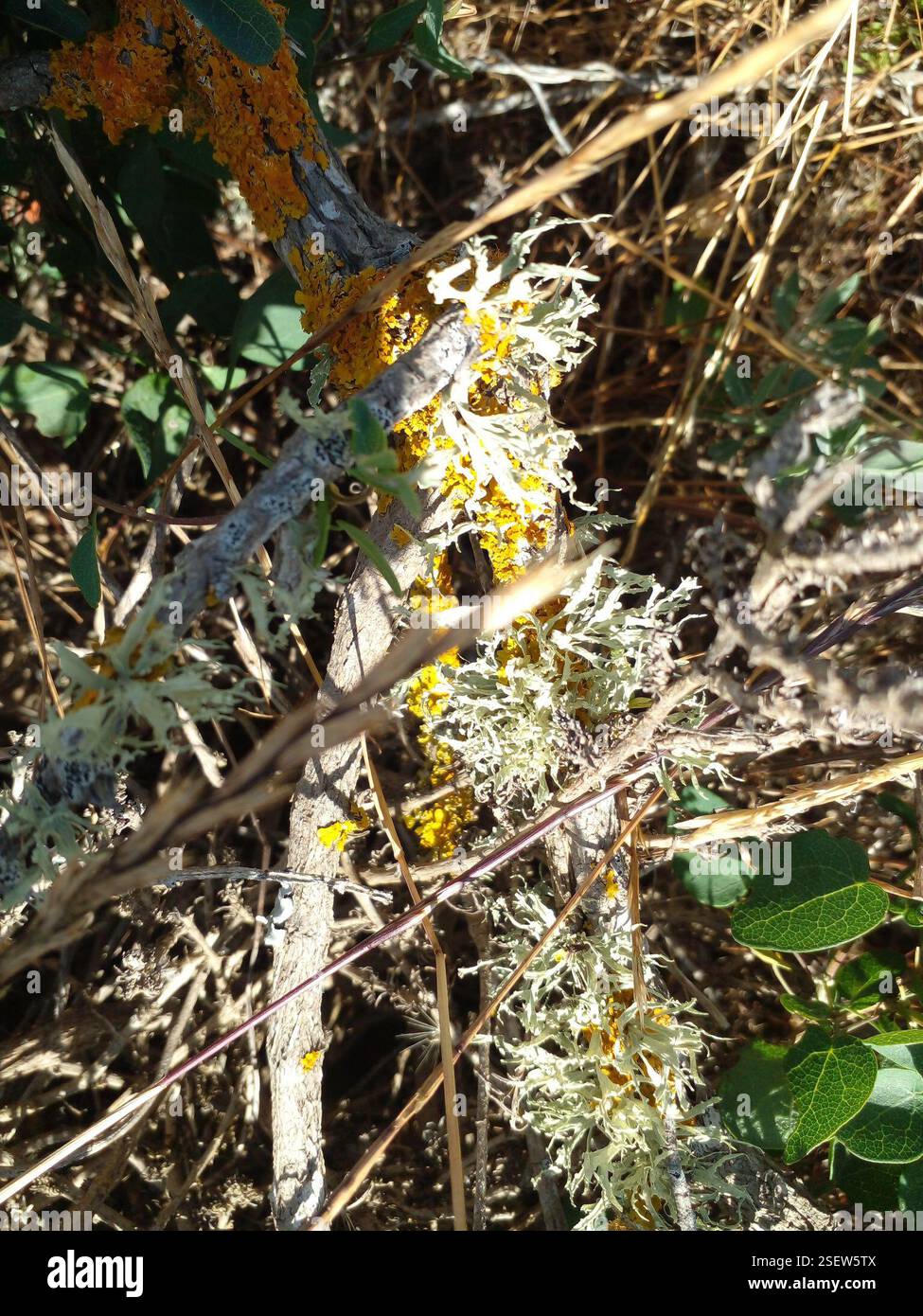 common lichens (Lecanoromycetes), Fungi, Unnamed Road, Cape Farms, Cape ...