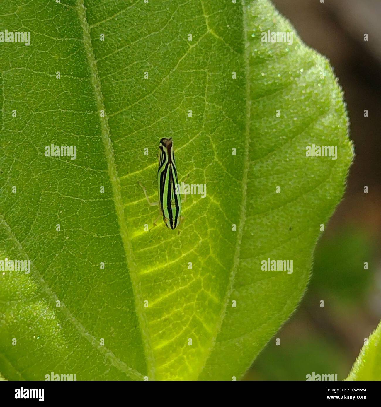 (Sibovia sagata), Insecta, Bahía Blanca, Provincia de Buenos Aires ...
