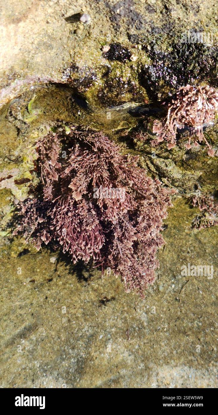 Red Coralline Algae (Jania), Plantae, Orange County, CA, USA Stock ...