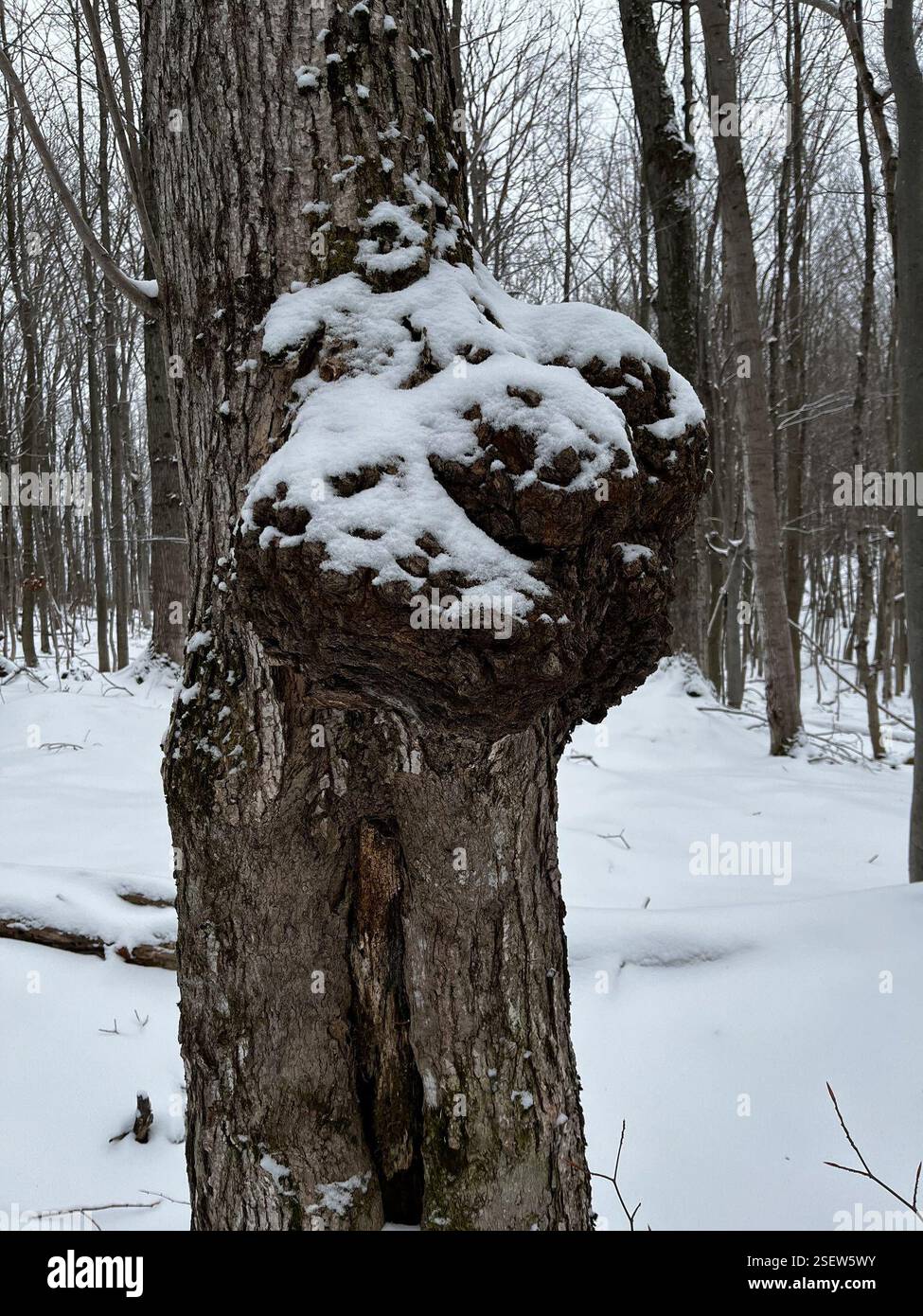 bacterial crown gall (Agrobacterium radiobacter), , Bruce Trail ...