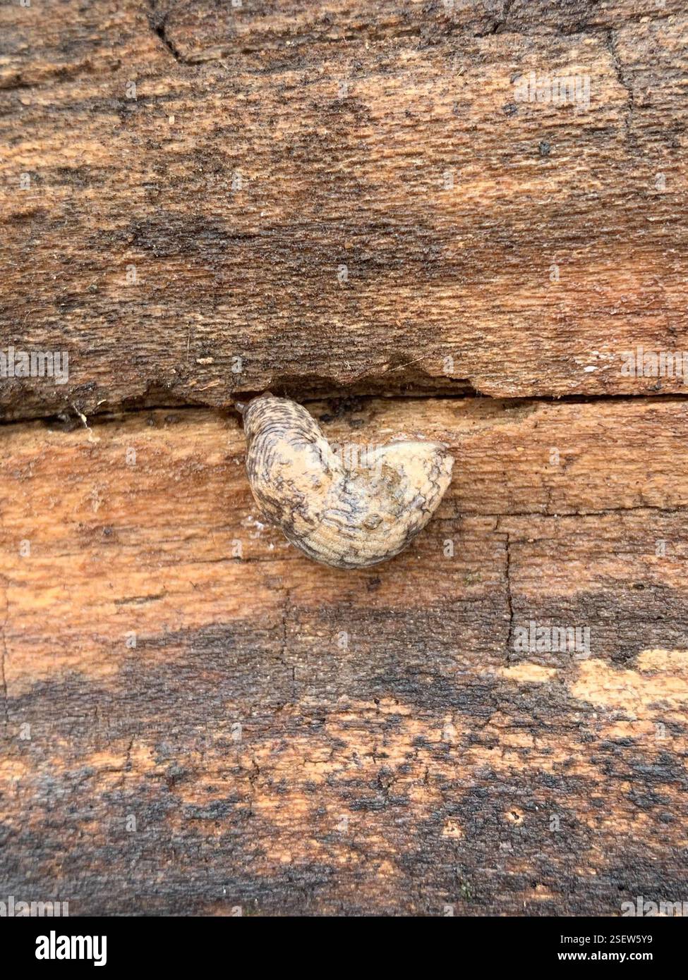 Milky Slug (Deroceras reticulatum), Mollusca, The Arboretum State ...