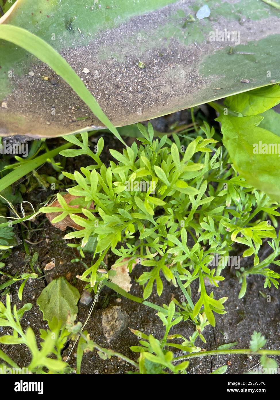 Common Cotula (Cotula australis), Plantae, Los Angeles County, US-CA ...