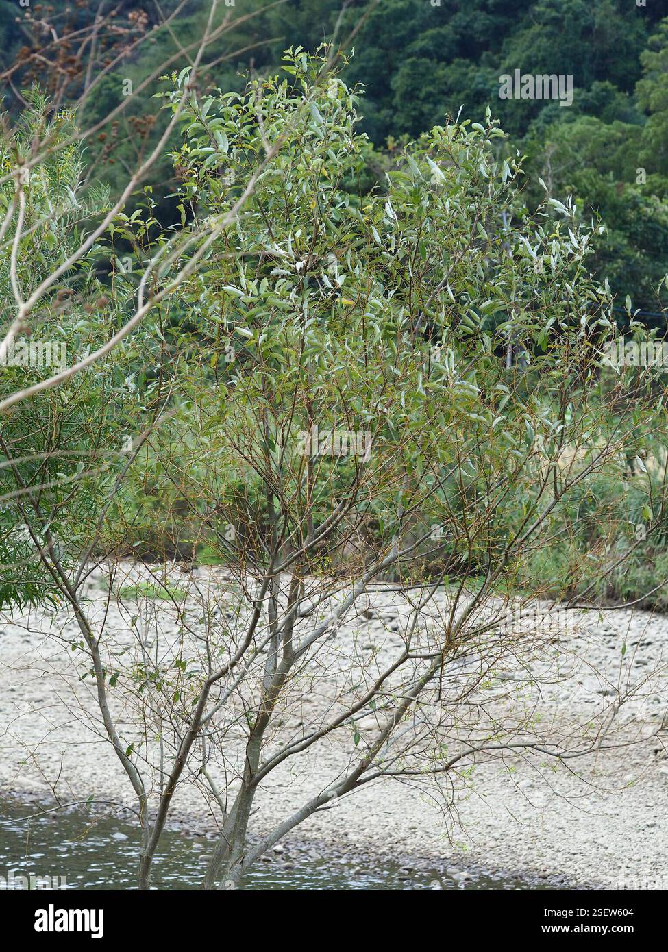 Subcostate Crape Myrtle (Lagerstroemia subcostata), Plantae, 台灣台北 Stock ...