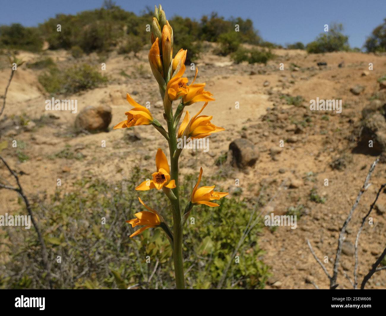 Parrot’s Beak Orchid (Chloraea chrysantha), Plantae, TRARUÑE Stock ...