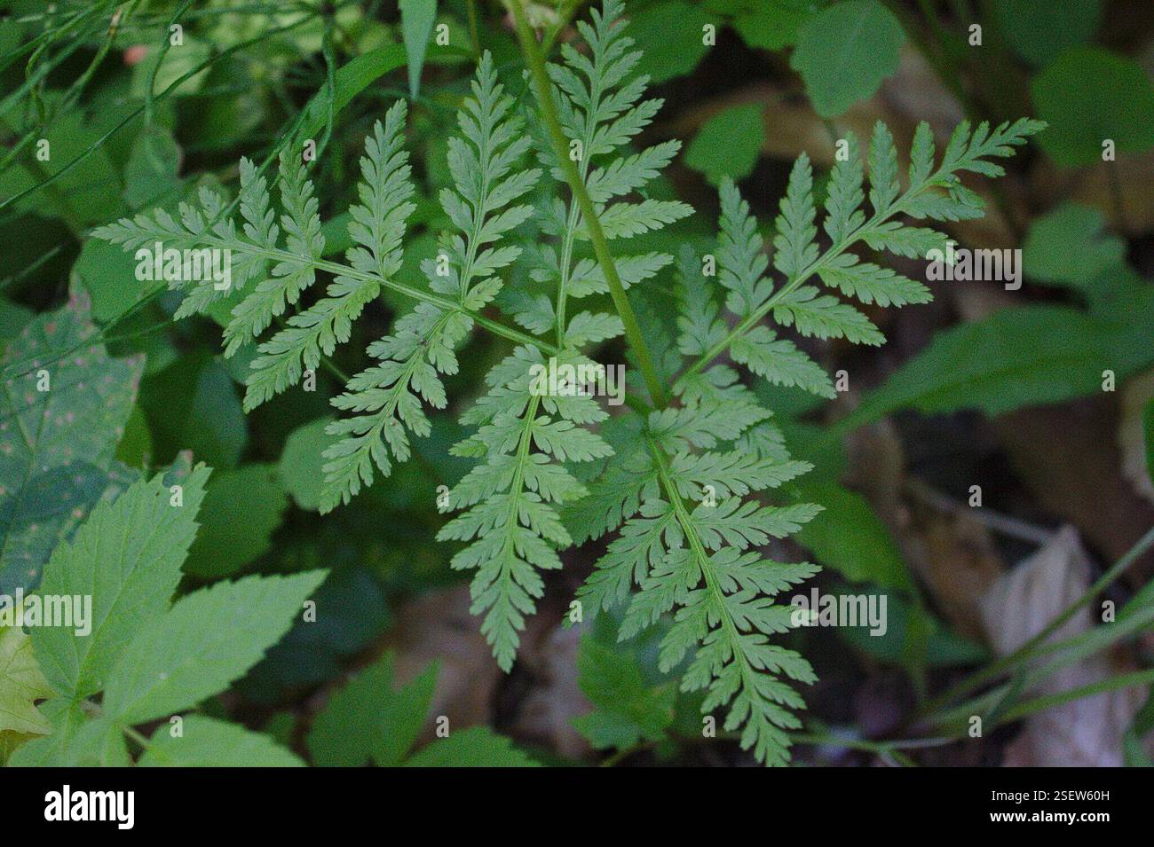 rattlesnake fern (Botrypus virginianus), Plantae, Orford, QC, Canada ...