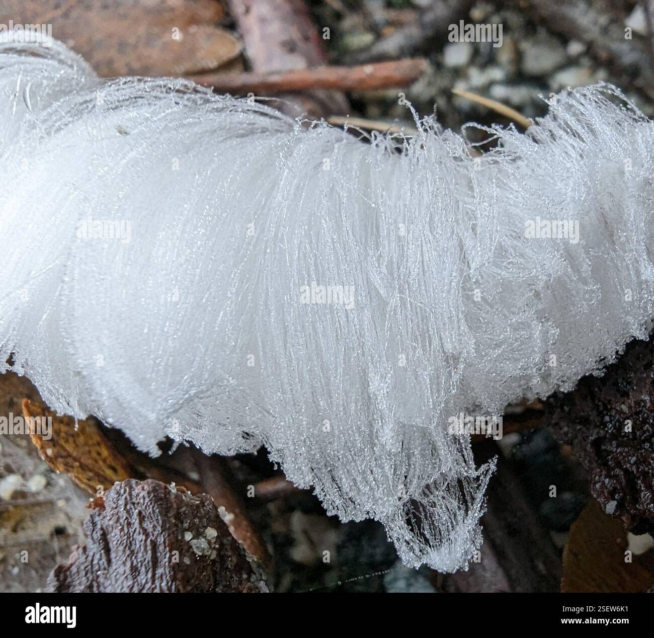 Hair Ice (Exidiopsis effusa), Fungi, Burnaby, BC V3N 4G7, Canada Stock ...