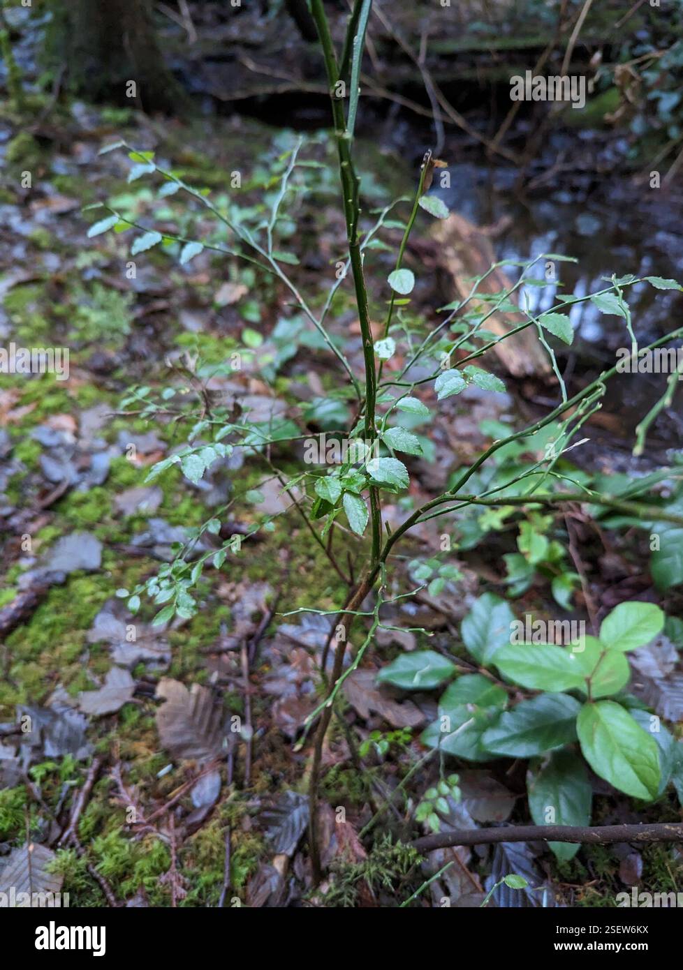 Red Huckleberry (Vaccinium parvifolium), Plantae, Vancouver, BC V6G ...