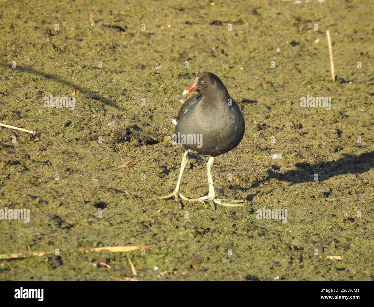 Common Gallinule (Gallinula galeata), Aves, Maracó, La Pampa, Argentina ...