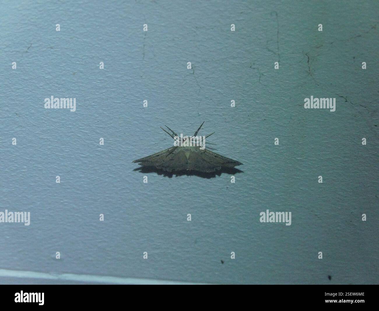 Cape Moths (Amelora), Insecta, Hobart TAS, Australia Stock Photo - Alamy
