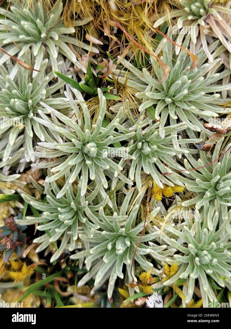 White Cushion Mountain Daisy (Celmisia sessiliflora), Plantae, 9679 ...