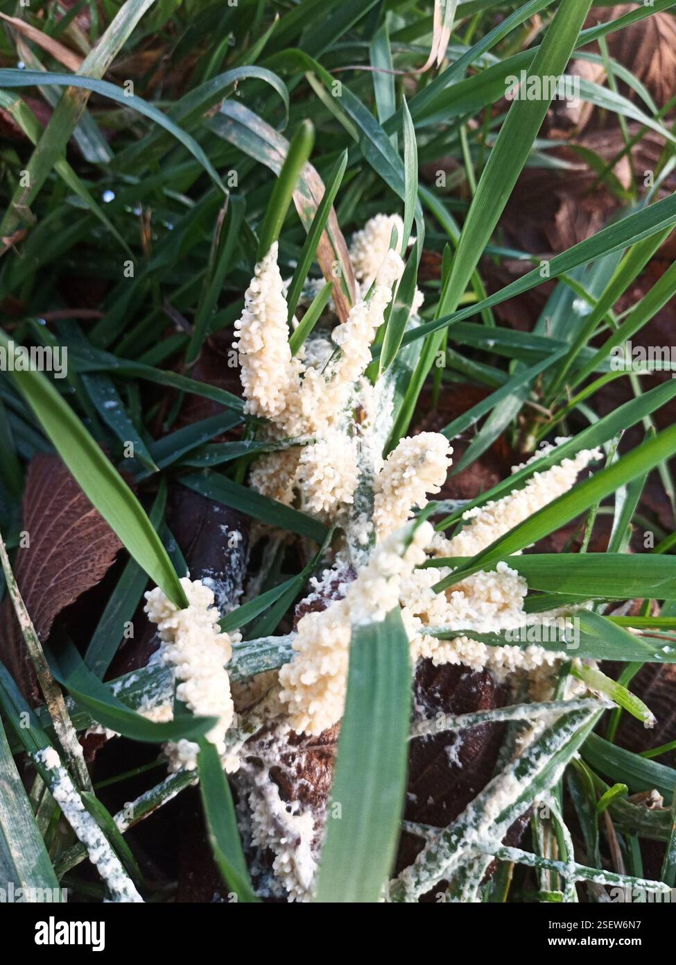 Dog Sick Slime Mould (Didymium spongiosum), Protozoa, Saint-Blaise-du ...