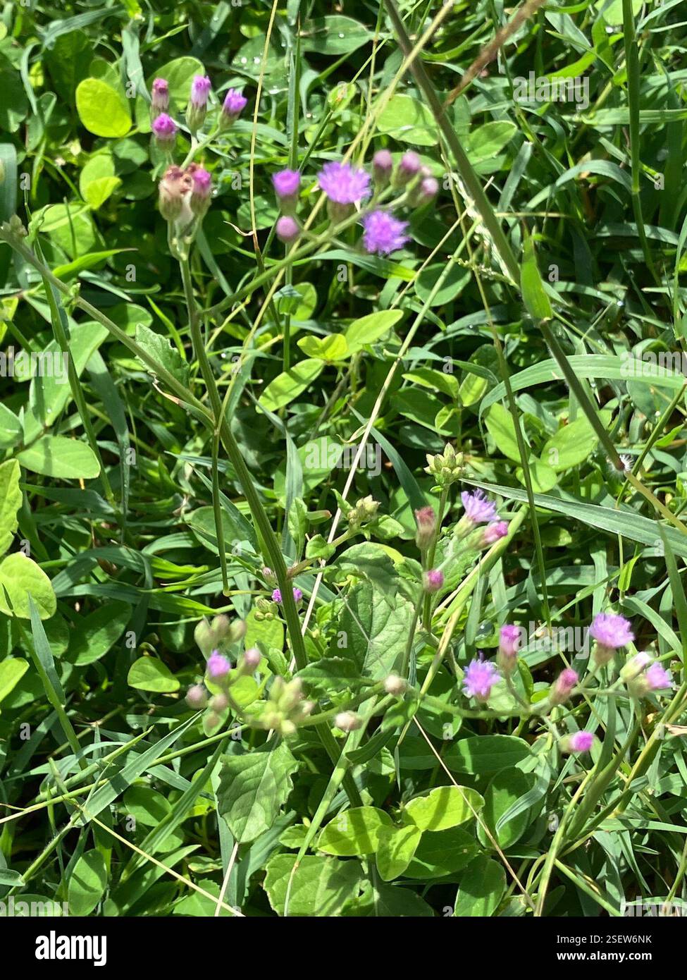 little ironweed (Cyanthillium cinereum), Plantae, Saint Peter, MS Stock ...