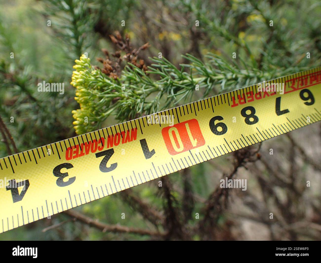 Grassveld Sheepdaisy (Phymaspermum acerosum), Plantae, uMgungundlovu ...