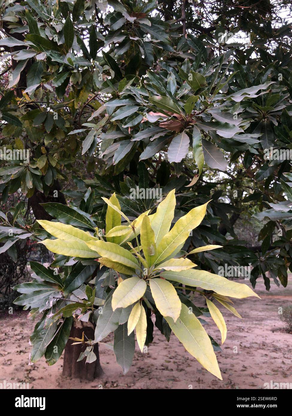 South Indian Mahua (Madhuca longifolia longifolia), Plantae, Dhaula ...