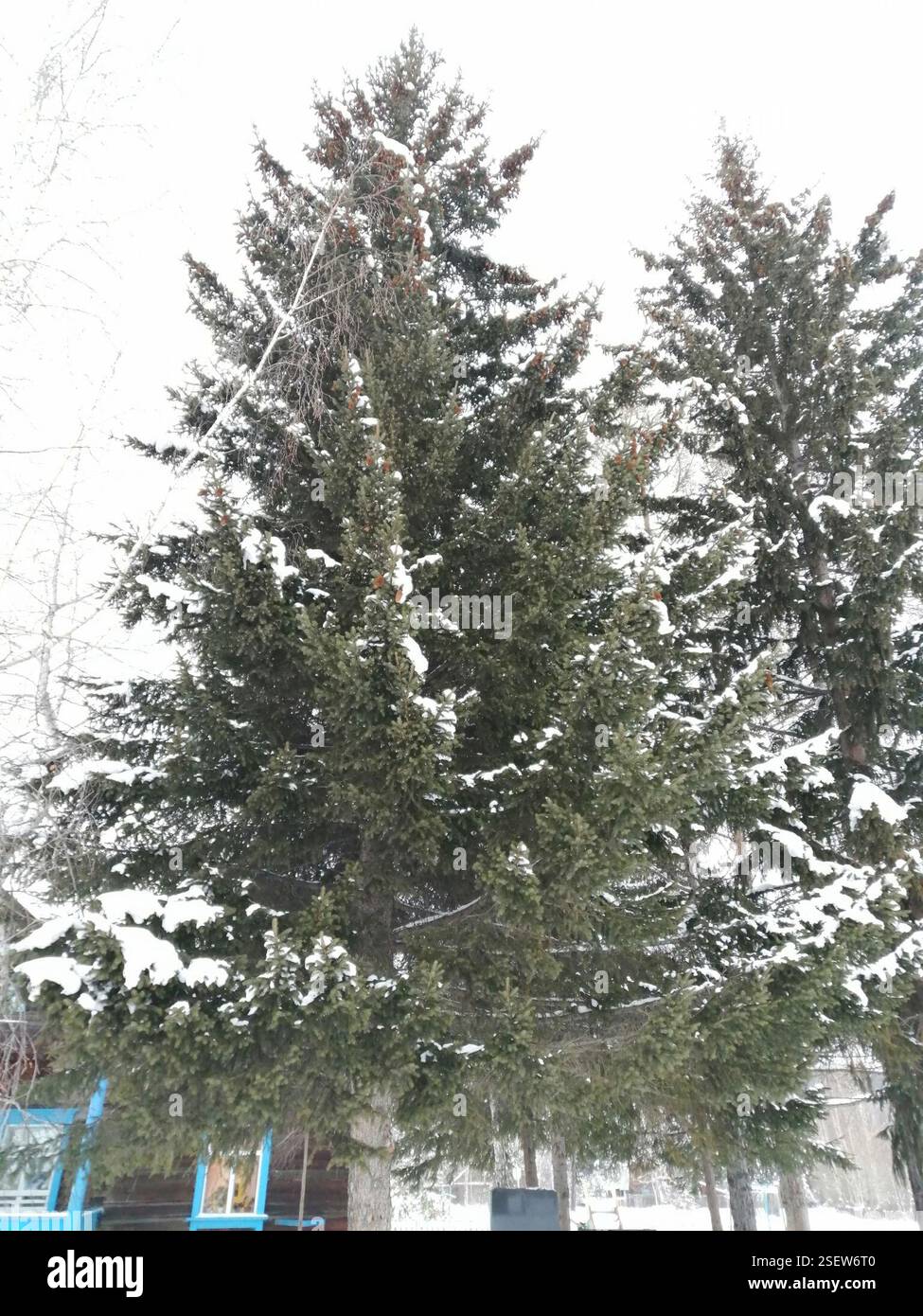 Siberian spruce (Picea obovata), Plantae, Октябрьский, Иркутская обл ...