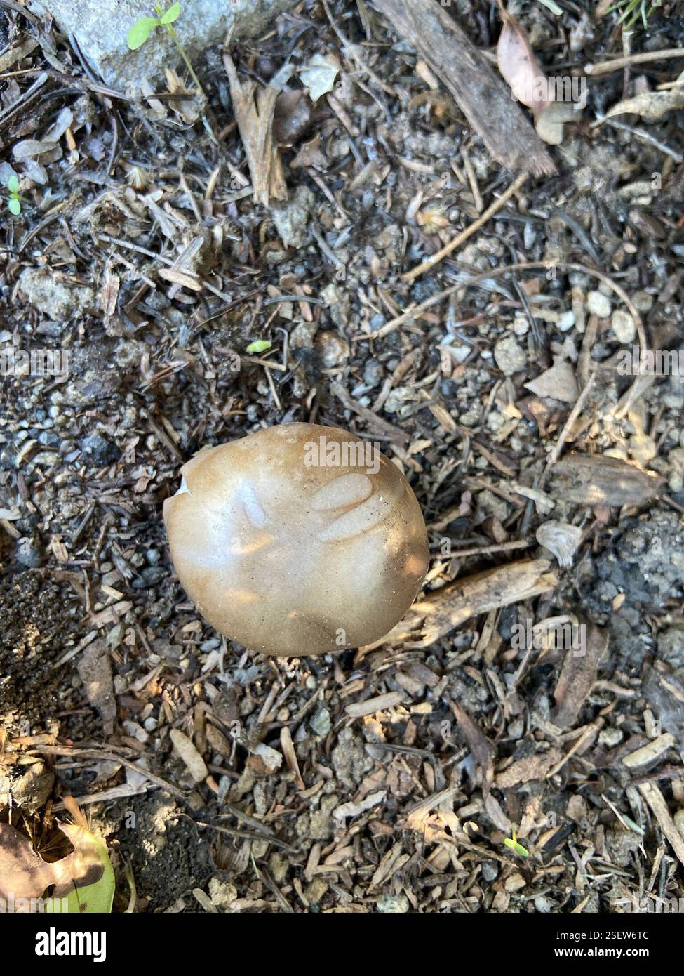 Mulch Fieldcap (Agrocybe putaminum), Fungi, Waterfront Dr, Los Angeles ...