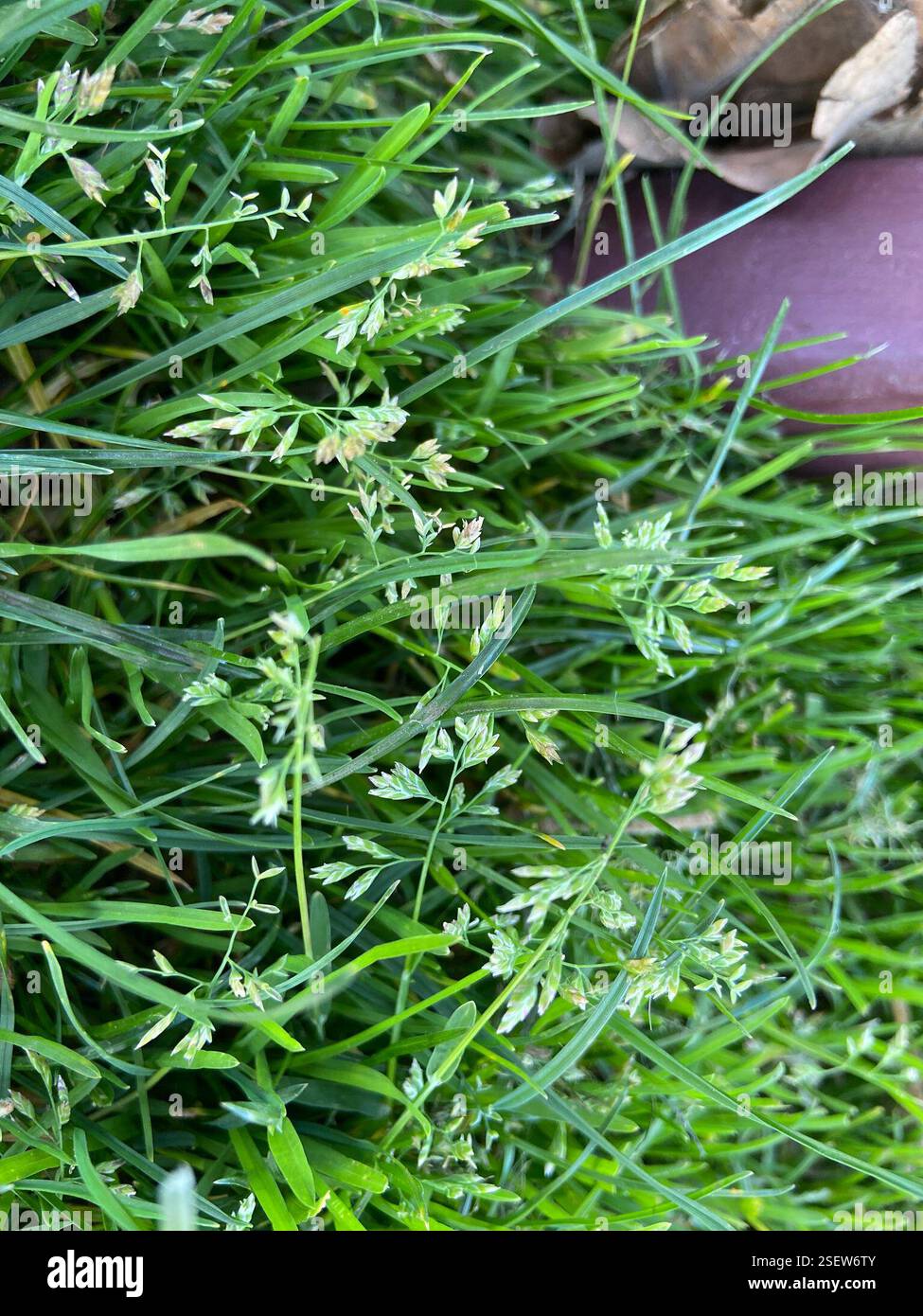 Annual Meadow-grass (Poa annua), Plantae, Central Park at Playa Vista ...
